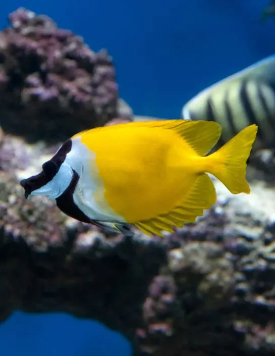 Foxface Rabbitfish | Nausicaa